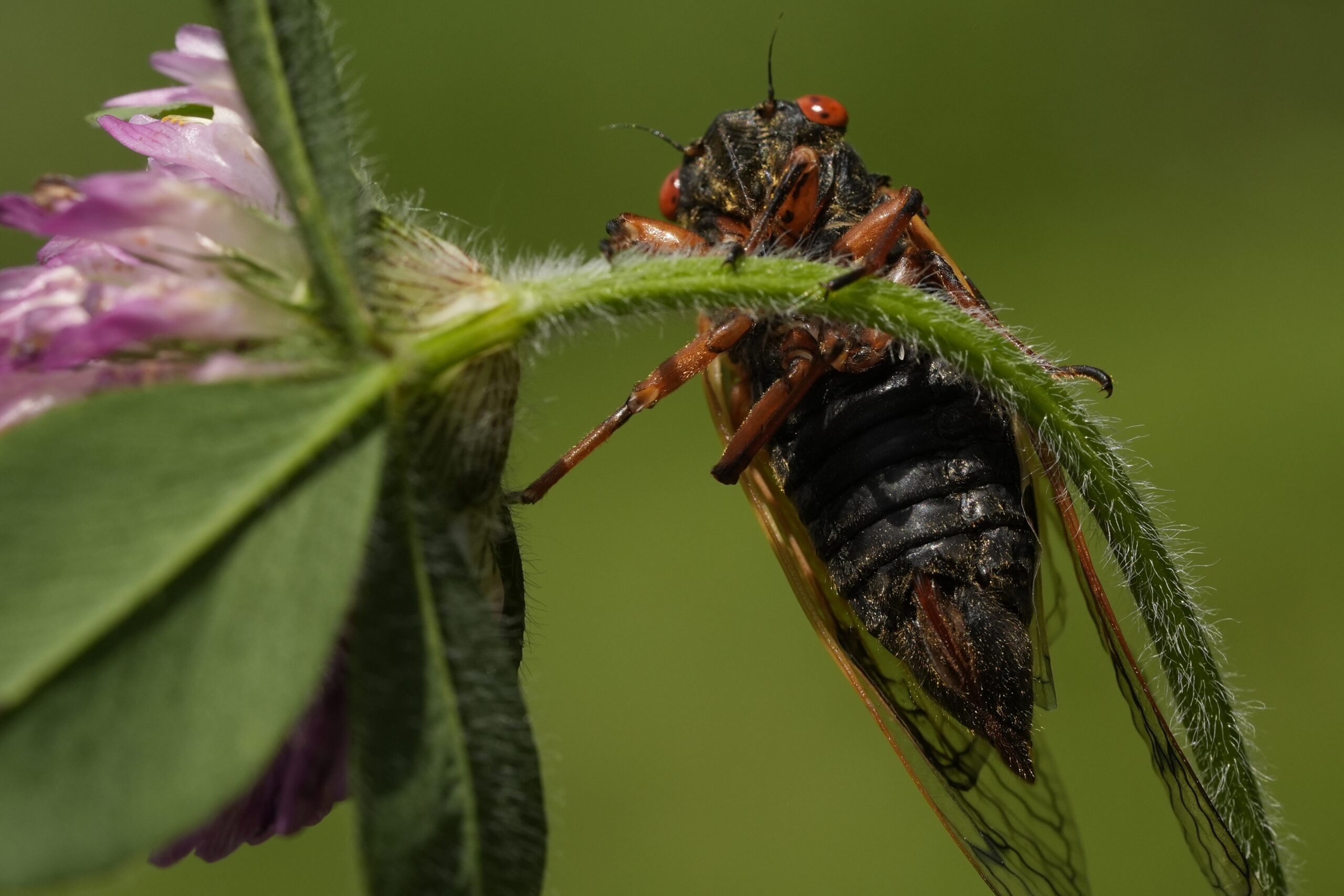 Cicada Invasion Epicenter | News, Sports, Jobs - News and Sentinel